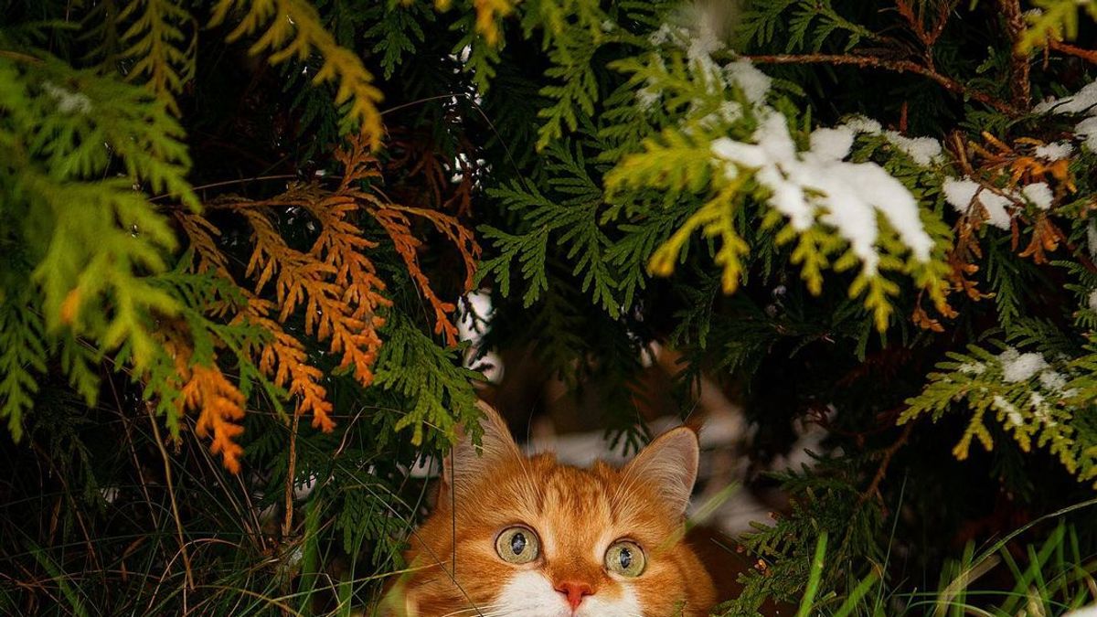 Megvan az internet legújabb sztárja: Olive, a kancsal macska - Fotó - Life