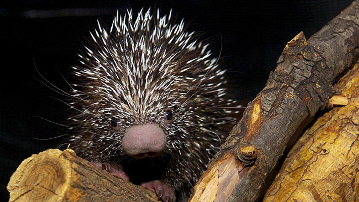 Oroszlánokat, pumákat, tarajos sült tartott az érdi férfi: engedély ...