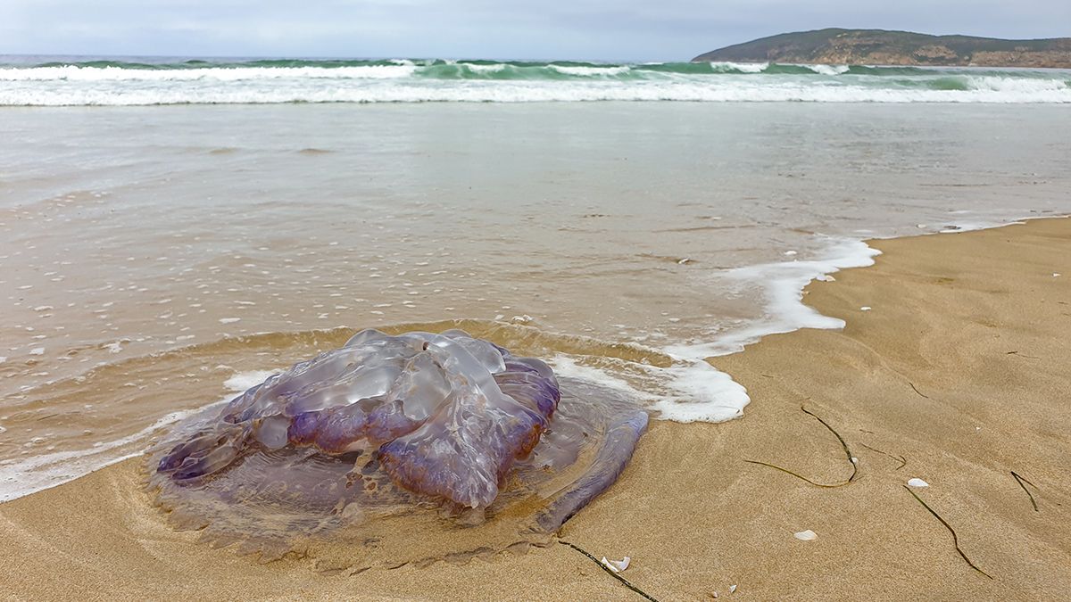 Döbbenet: elképesztő szörnyet fogtak ki a tengerből – Fotó - Life
