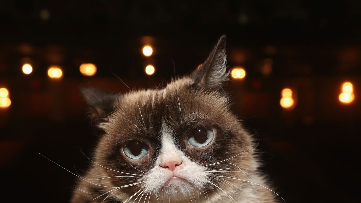 Elpusztult Grumpy Cat - Life