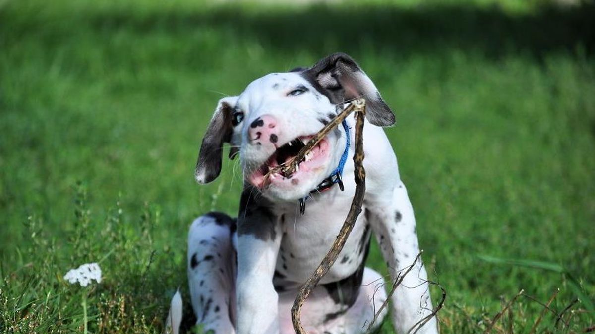 Grimaszol, kancsal, nyelvet ölt: Ő Mutka, az ezerarcú kutya - Life