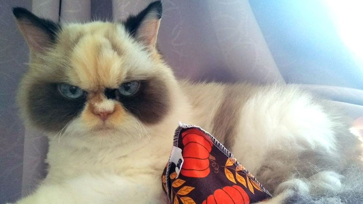 Megvan Grumpy Cat utódja: fotókon a világ új legmorcosabb macskája - Life