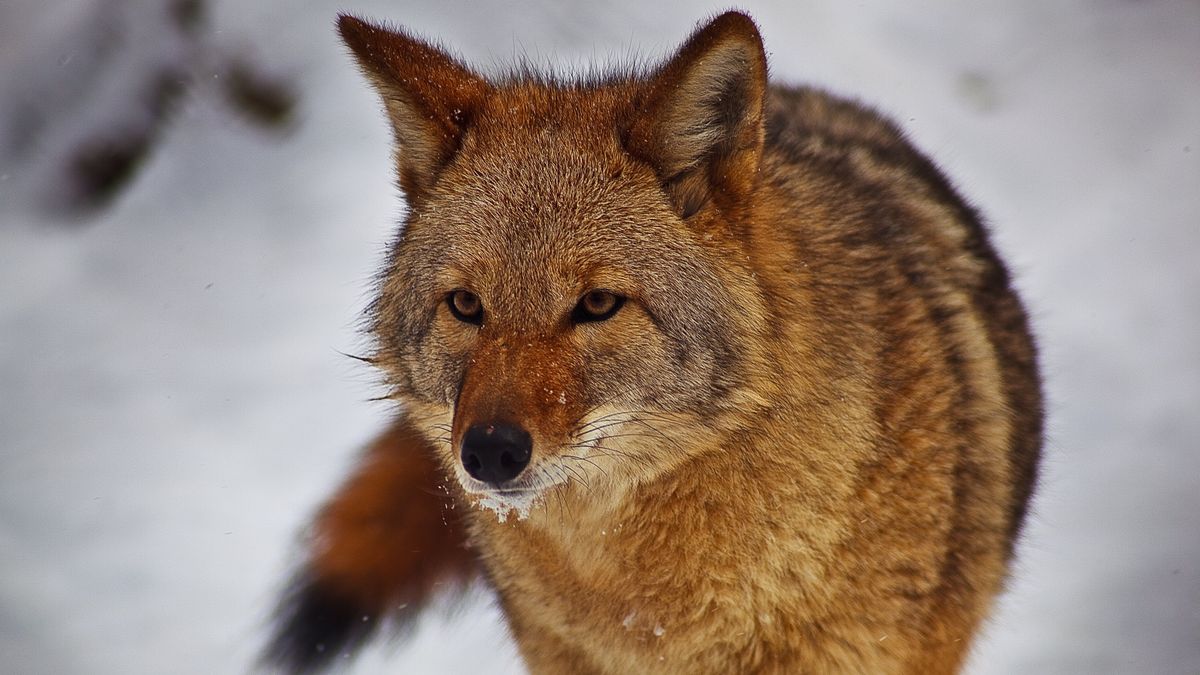 Farkasok támadhattak meg és faltak fel egy brit turistát Görögországban ...