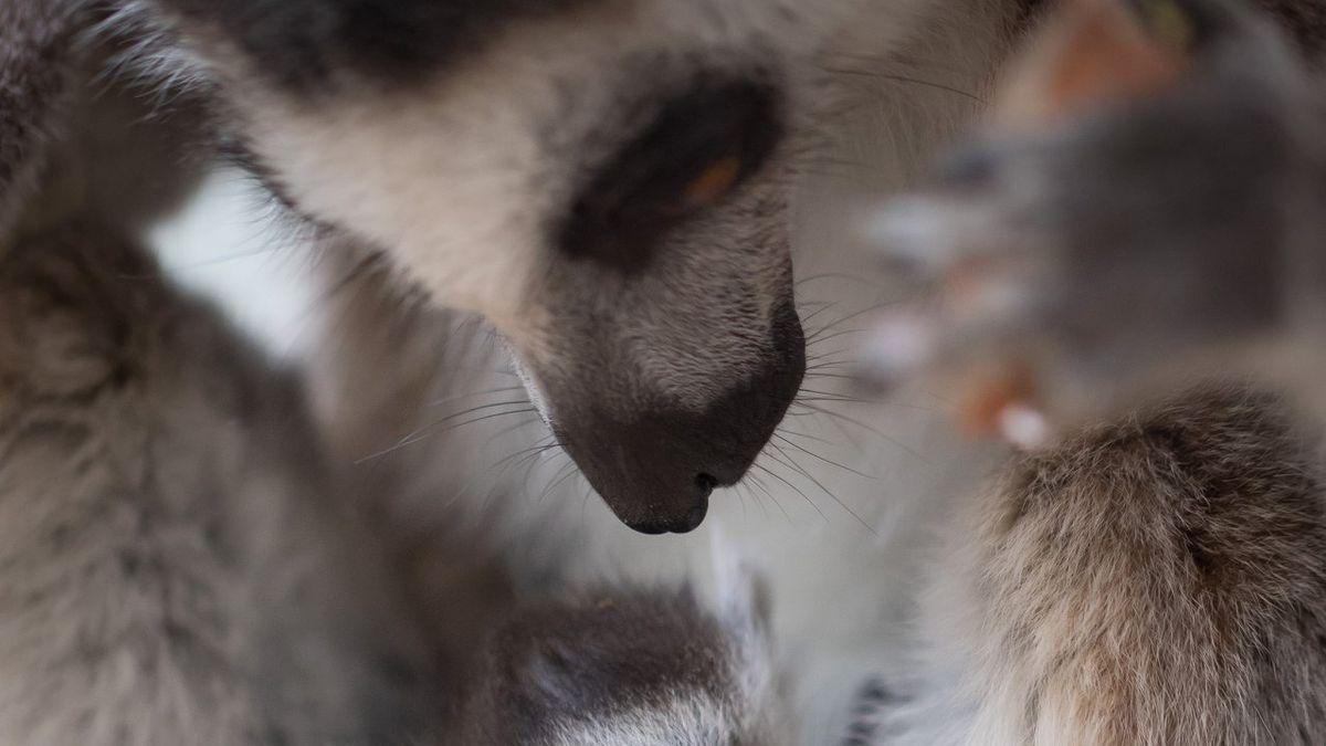 Gyűrűsfarkú makik születtek a debreceni állatkertben - Life