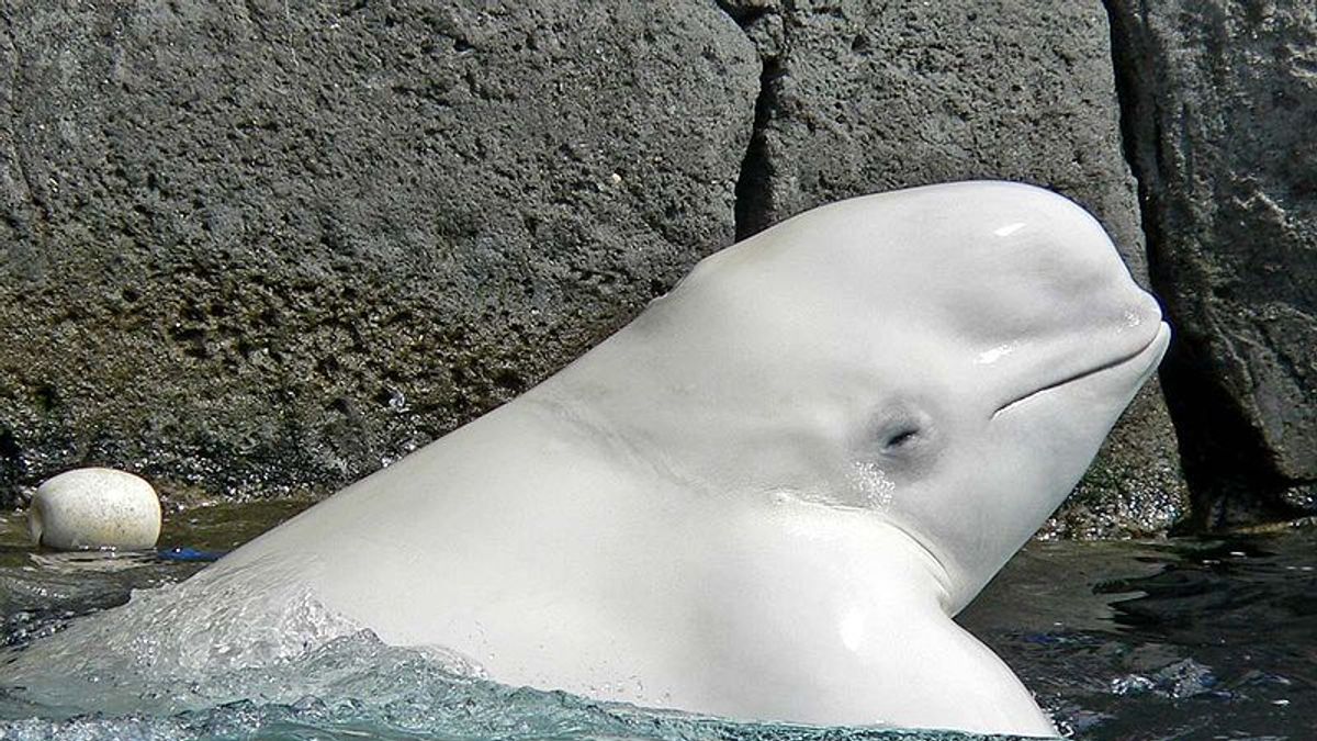 Így örült a két fogságban tartott fehér delfin első úszásuknak a ...