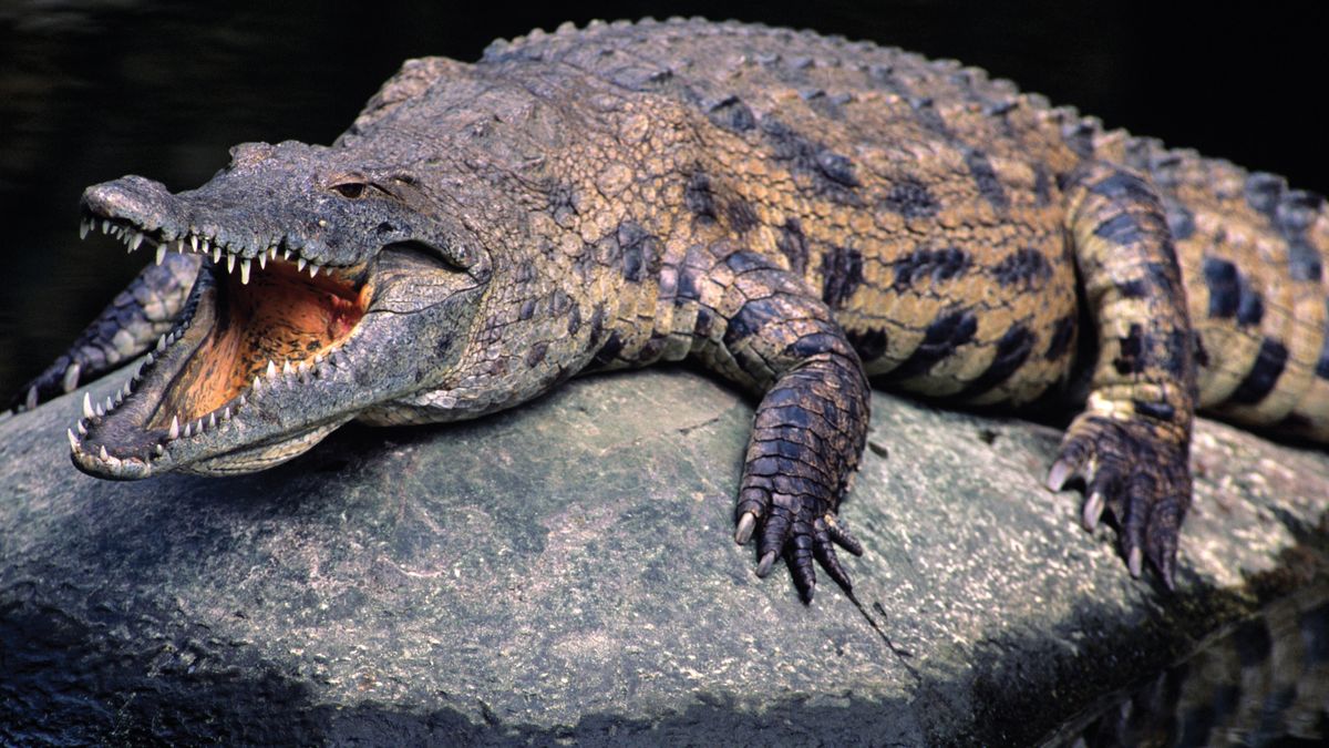 Krokodil a Millenárison! - Life