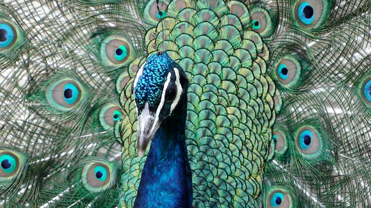 Pávák párzásáról tett közzé fotókat az egyik kisállatpark - Life