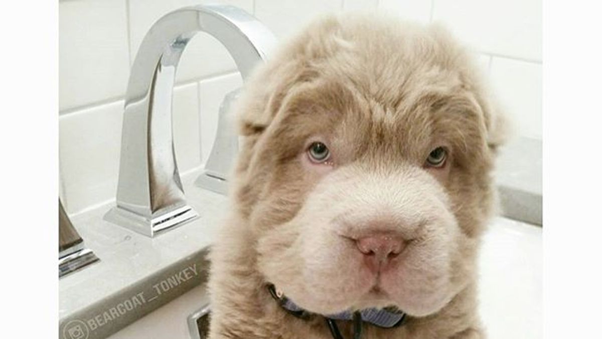 Azonnal akarjuk! Ő itt Tonkey, a macikutya - Life