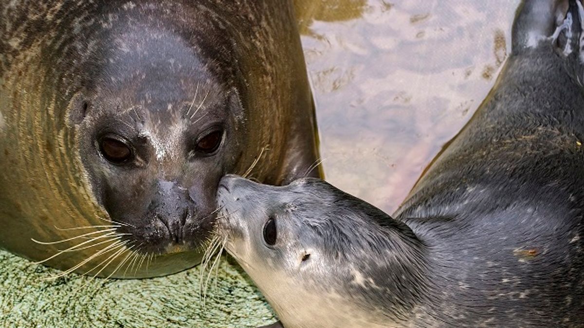 Túl cuki! Fókabébi született Szegeden - Life