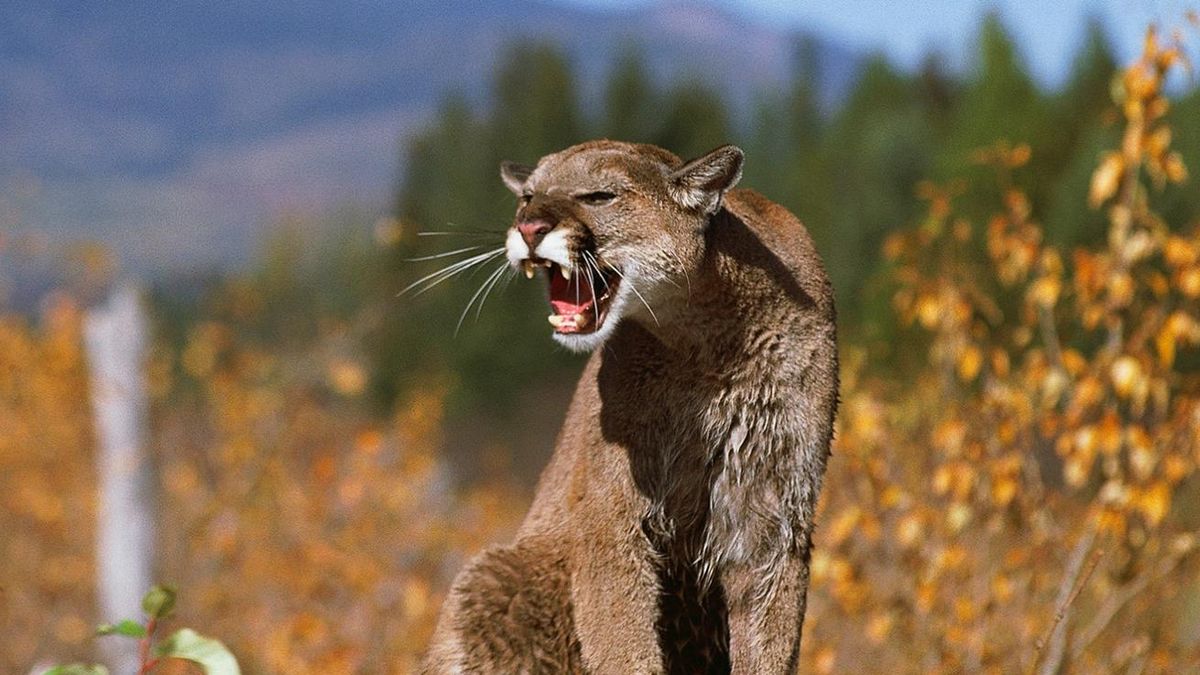 Puma sétált be egy osztályterembe: elveszettnek és ijedtnek tűnt - Life