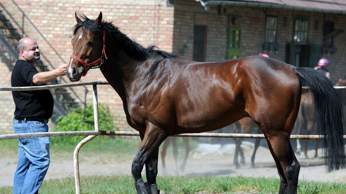 Vérmérgezés végzett a magyar csodalóval, Overdose-zal - Life