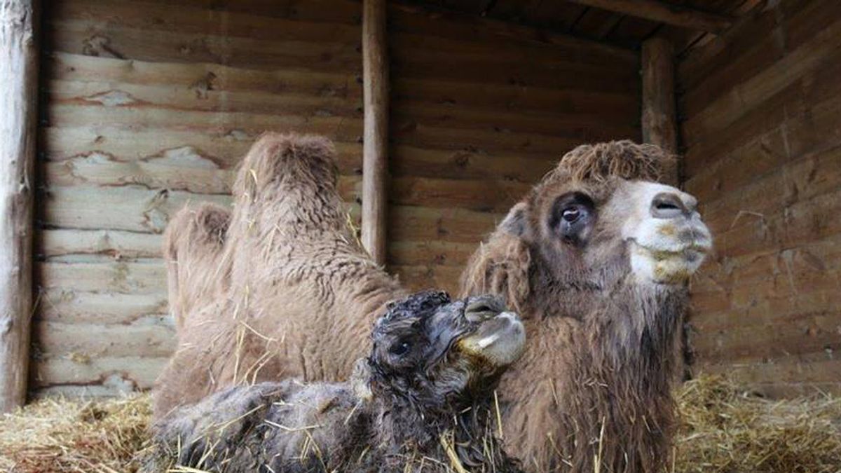 Látogatók előtt született a cuki tevegyerek - Life