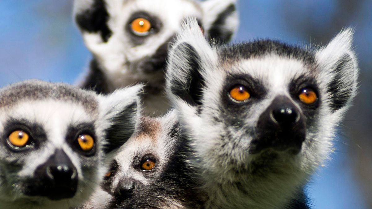 Makik és makákó, muflon és nílusi ludak születtek a Kecskeméti ...