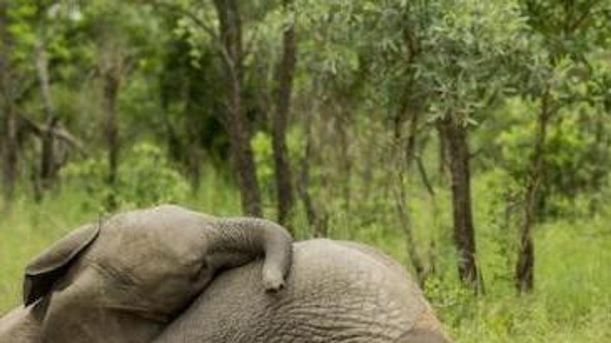 Így rúgtak be az elefántok - Life