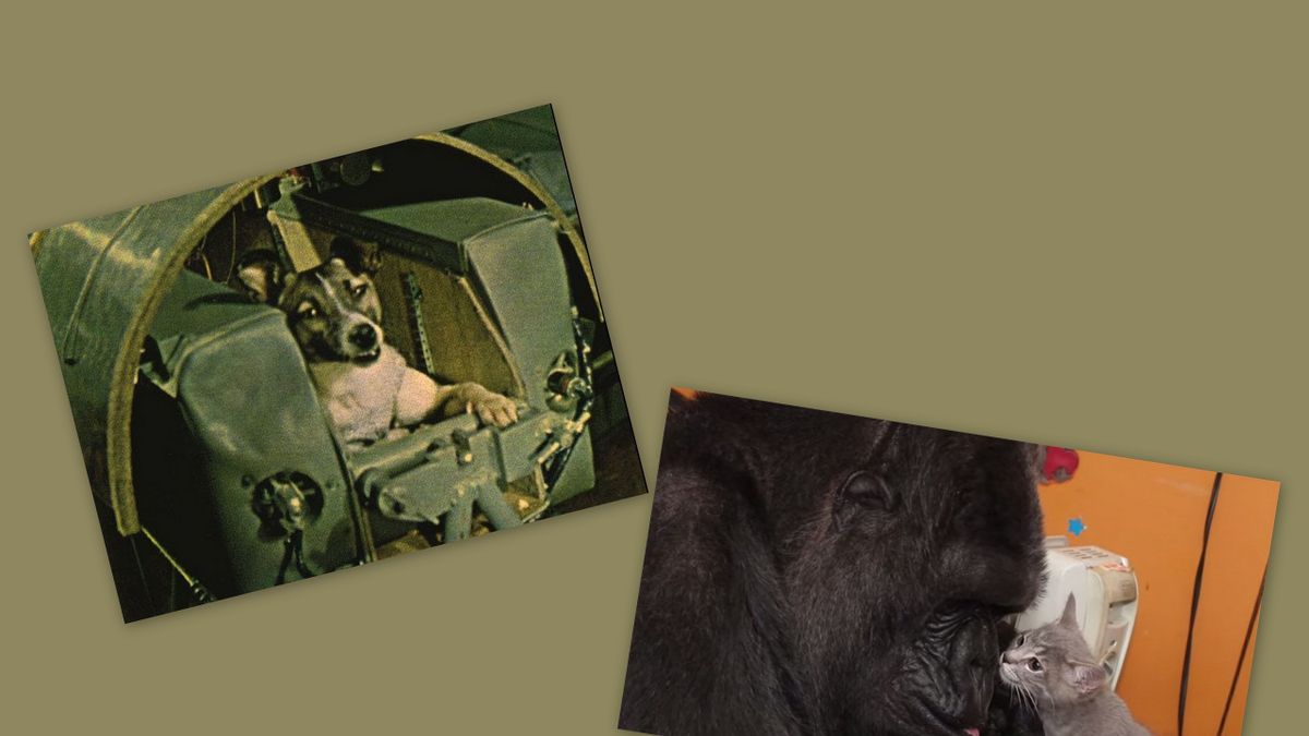 Jogunk van állatokon kísérletezni? - Lajka és Kokó története - SHE