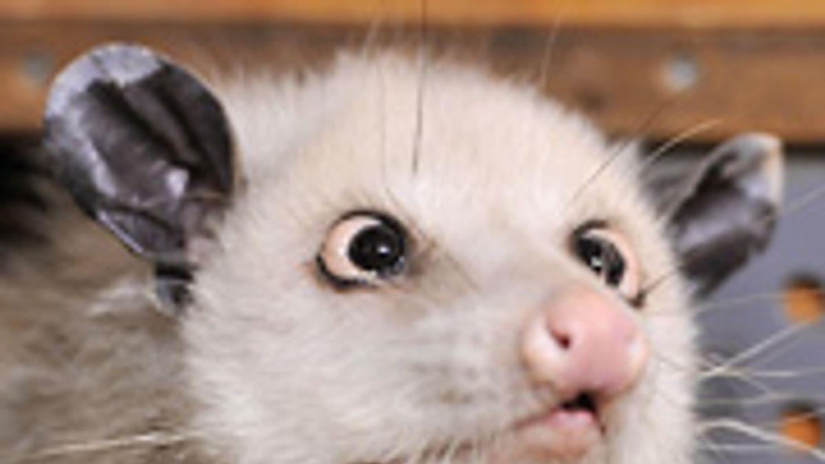 A kancsal oposszum tudja, ki nyeri az Oscart - Life