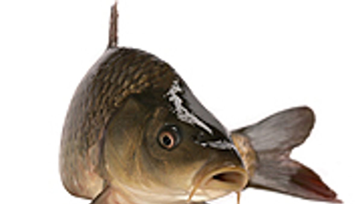 Karácsonyi kedvencünk a ponty! - Life