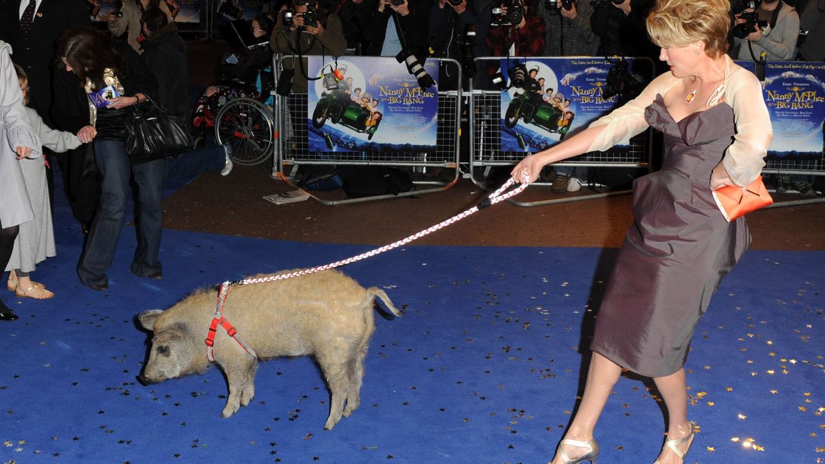 Ezeknek a sztároknak malacuk volt - Videó - Life