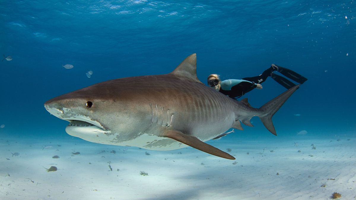 Ocean Ramsey, a cápákkal suttogó influenszer, akit a fehér cápa sem ...