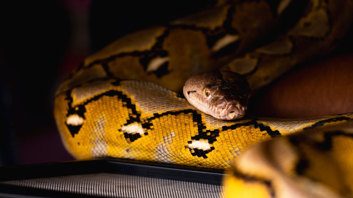Piton ült éjszaka a várandós nő mellkasán Ausztráliában - Life
