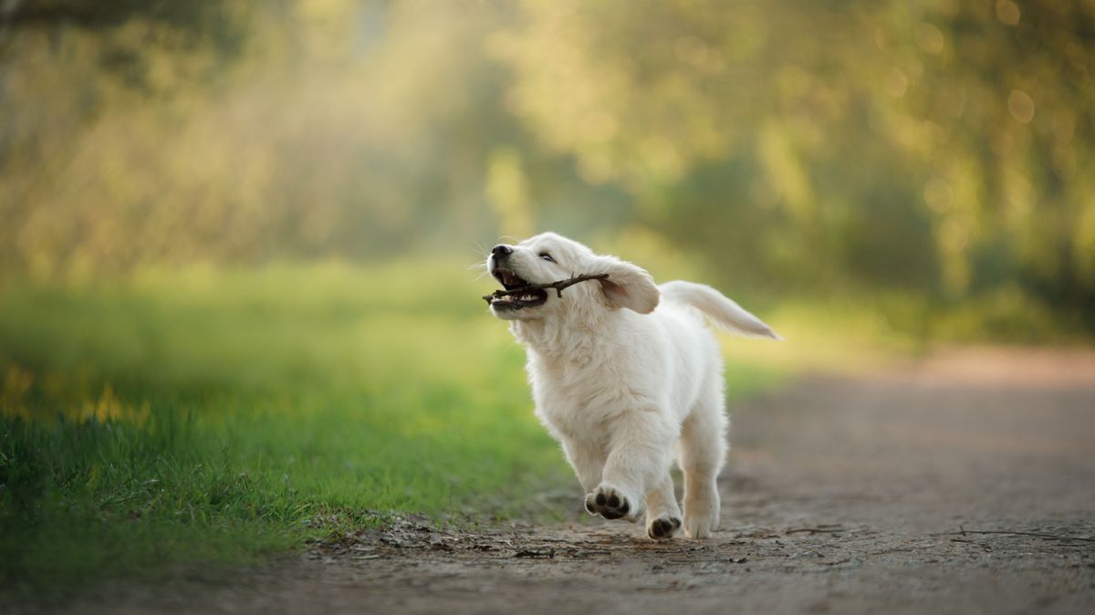 A sztárrá vált golden retriever virtuális túrákat ad - Life